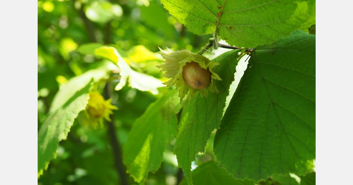 Turkish expert recommends the planting of hazelnuts in higher elevations.